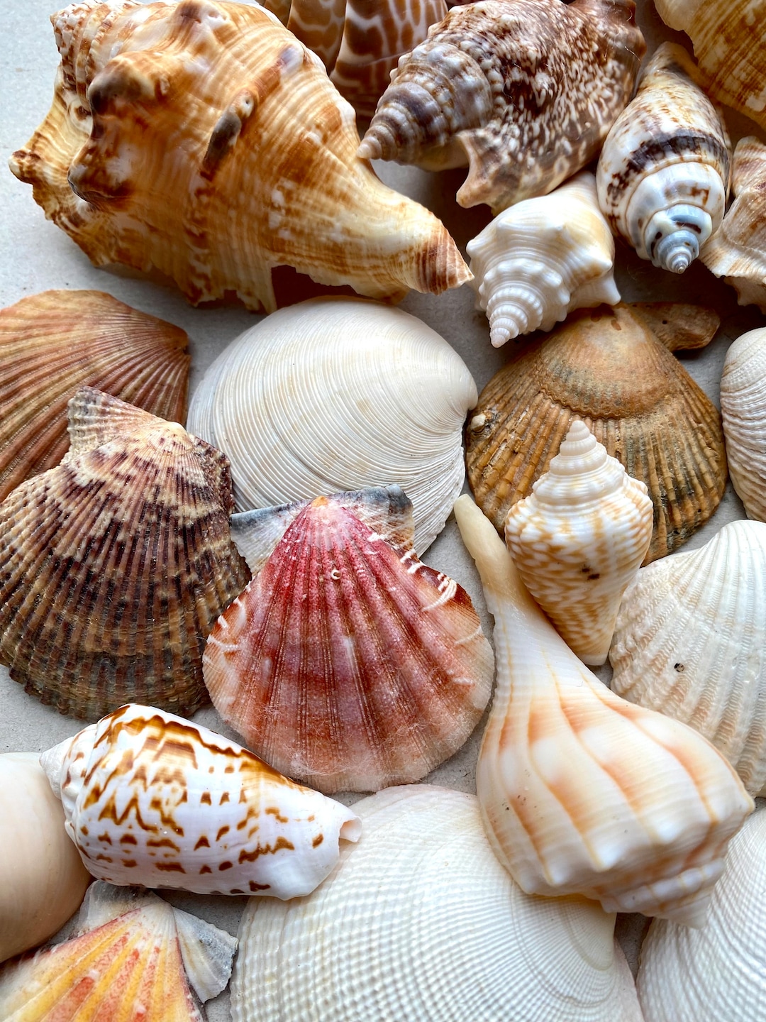 Mussel and Snail Mix 400 Grams Sea Shells Maritime - Etsy