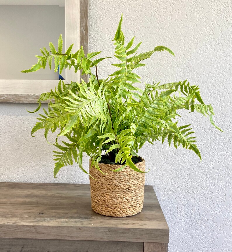 Fern Plant in Basket Artificial Fern House Plant Real Touch - Etsy