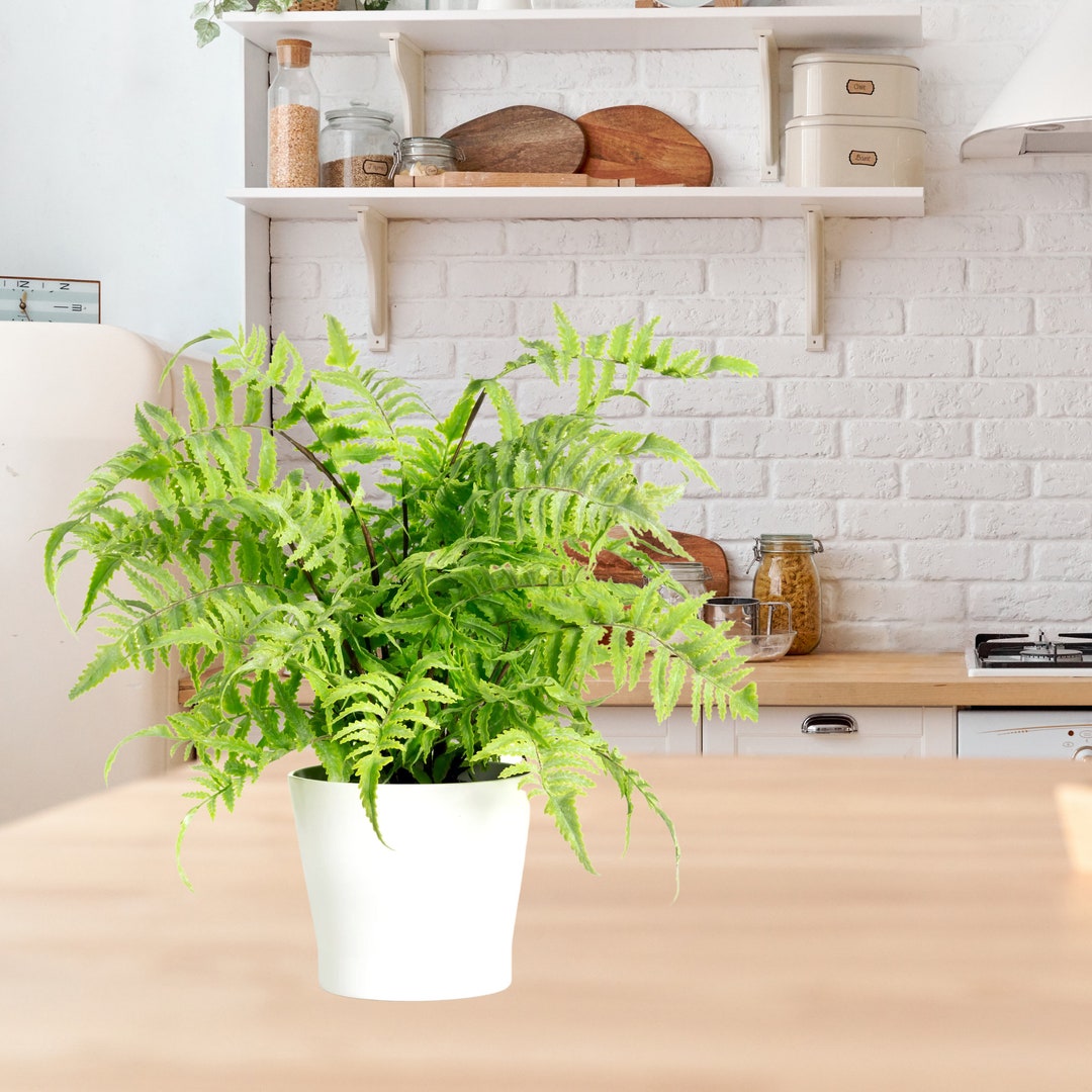 Faux Fern Plant Indoor House Plant Potted Fern Plant Artificial Fern in ...