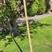 Washing Clothes Line Prop Pole | Wooden | Gold Stain | Collapsible ...