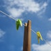 Washing Clothes Line Prop Pole | Gold Stain | Wooden | Collapsible ...