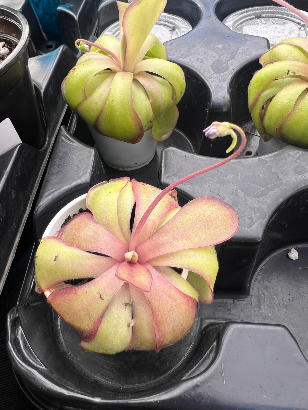 Pinguicula Agnata X Emerginata will Ship Bare Roots US SELLERS - Etsy