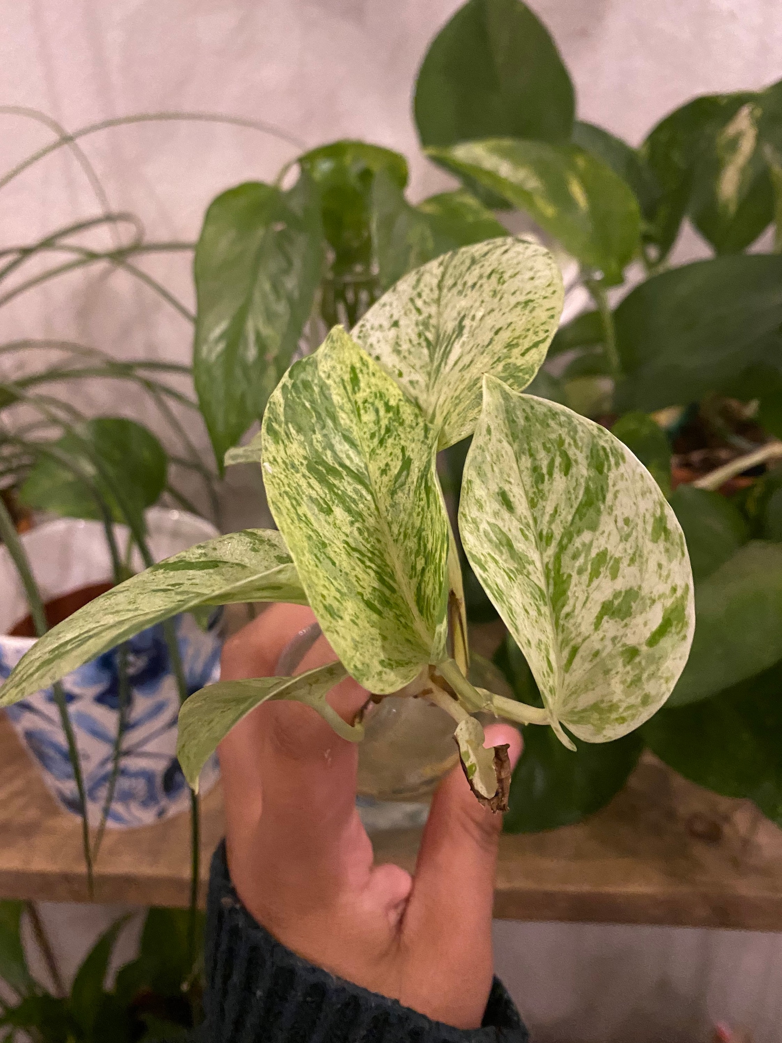 Snow Queen Pothos Clipping | Plant | Pothos| Snow Queen | Houseplant ...