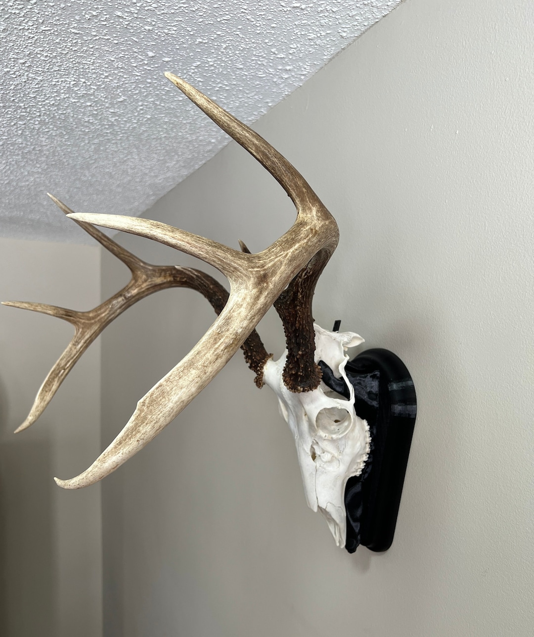 Whitetail Deer Euro Mount Kit: Rustic Hunting Trophy Wall Decor - Etsy