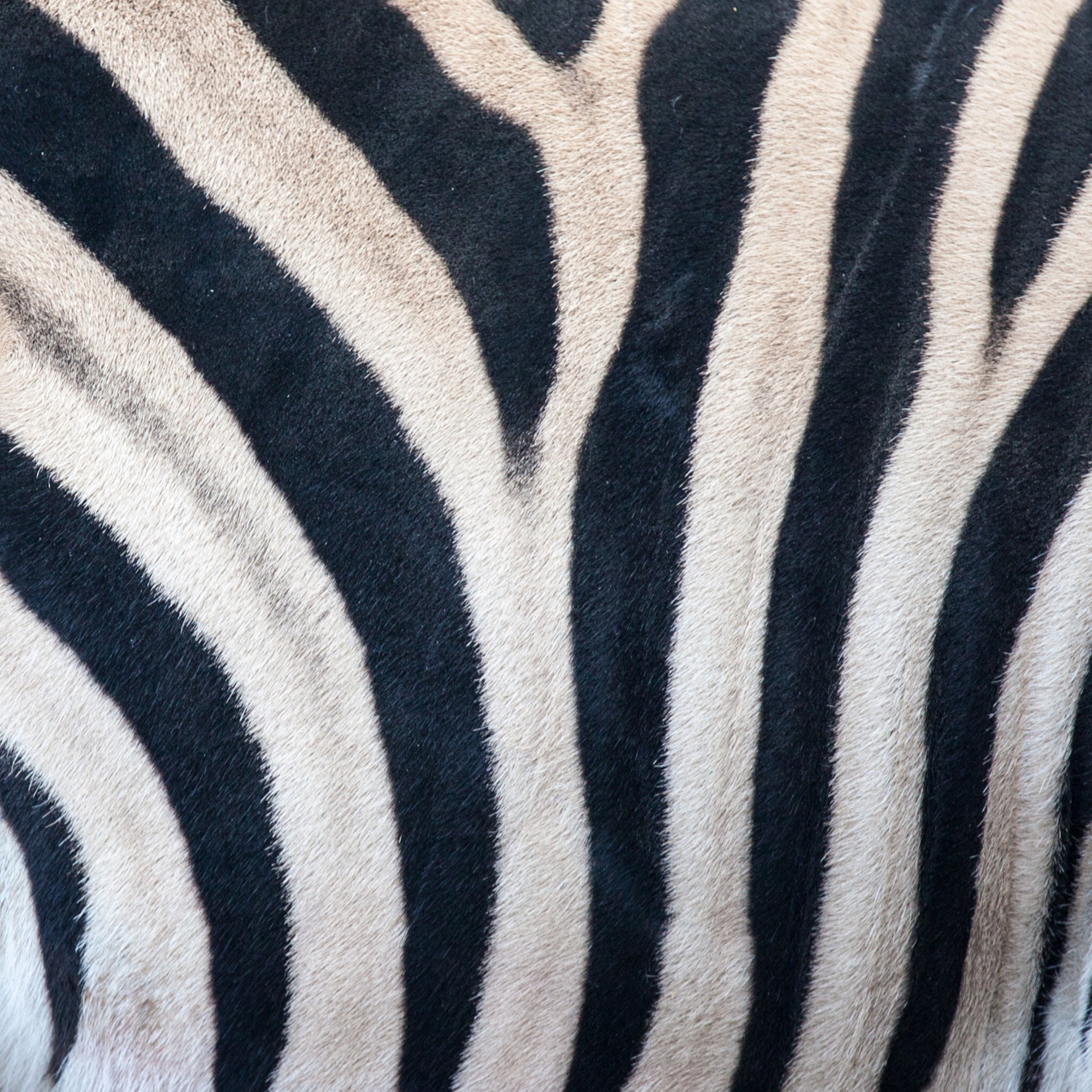 Zebra Muster 8er Pack digitale Papiere | Etsy