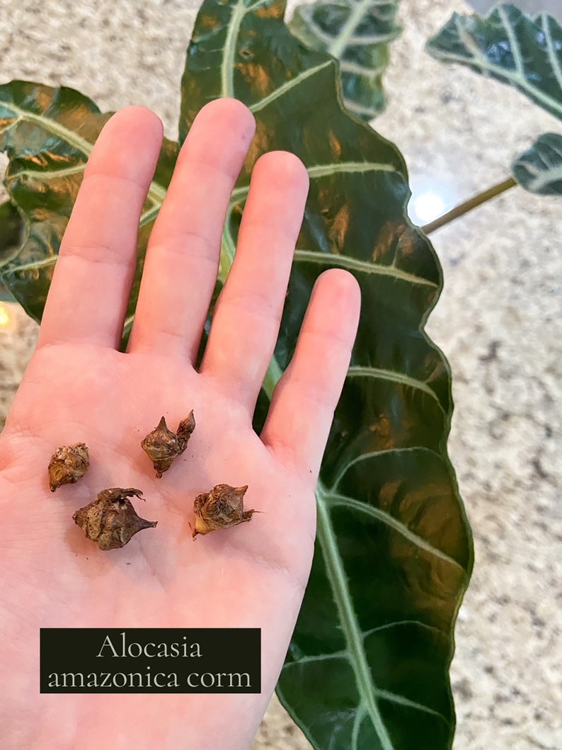Alocasia Polly Corm Grow Kit Alocasia Amazonica Alocasia | Etsy