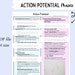 Anatomy and Physiology Action Potential Notes | Phases of an Action ...