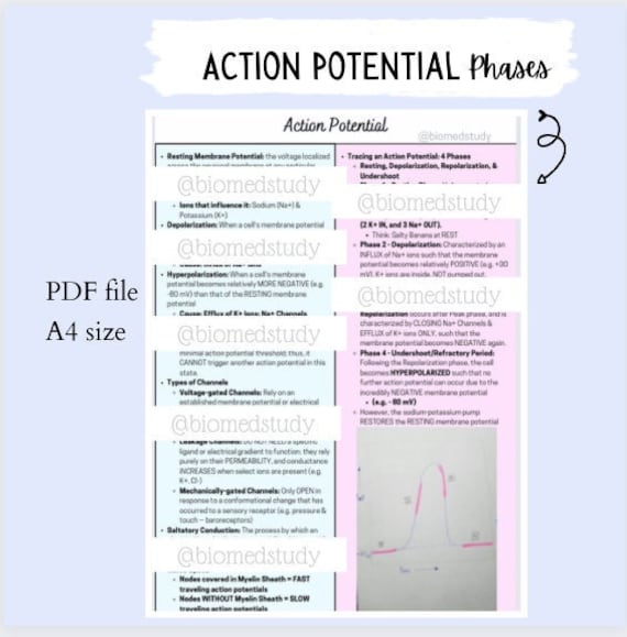 Anatomy and Physiology Action Potential Notes Phases of an - Etsy