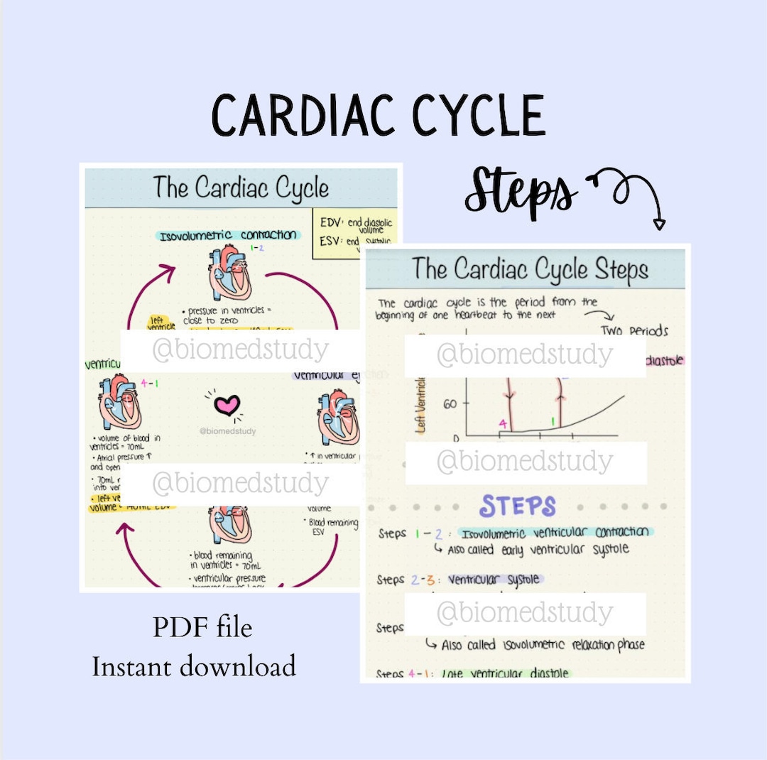 Anatomy and Physiology Cardiac Cycle Notes | Steps of the Cardiac Cycle ...