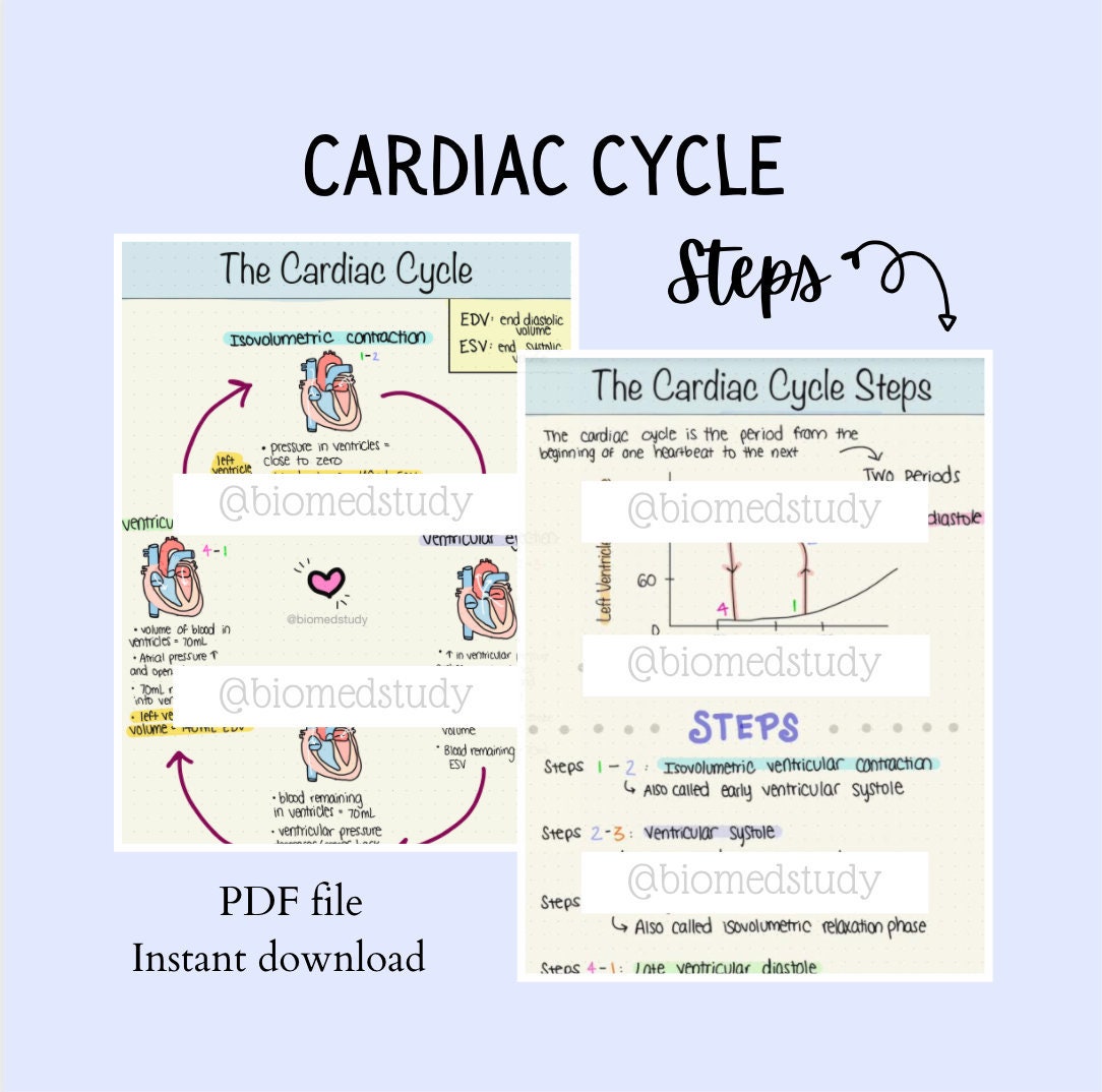 Anatomy and Physiology Cardiac Cycle Notes | Steps of the Cardiac Cycle ...