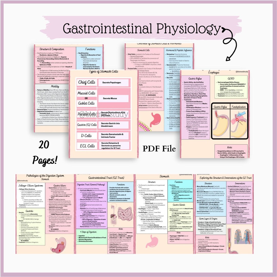 Gastrointestinal Physiology Notes | Anatomy and Physiology Digestive ...