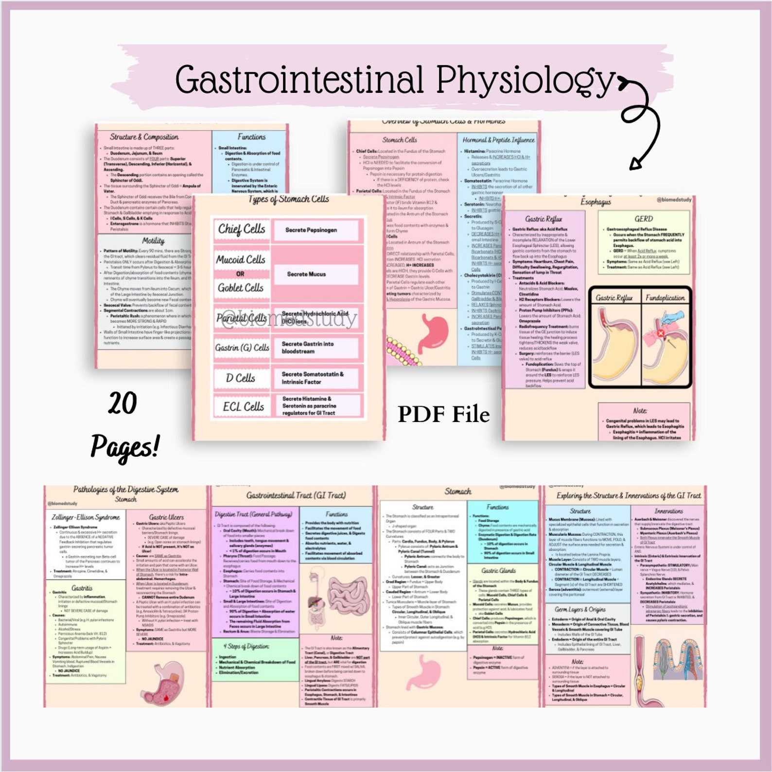 Gastrointestinal Physiology Notes | Anatomy and Physiology Digestive ...