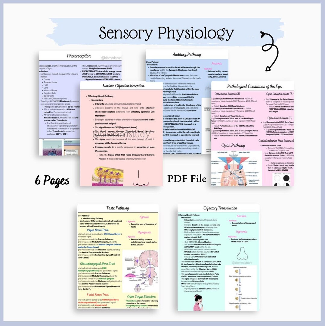 Sensory Physiology Notes | Anatomy and Physiology Sensory System Notes ...