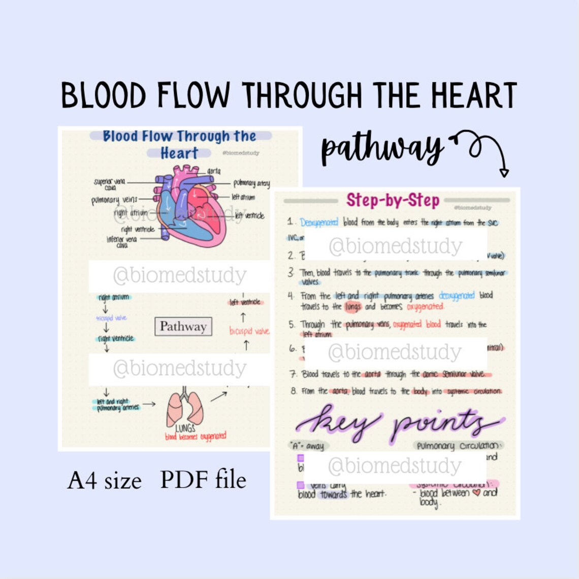 Anatomy and Physiology Pathway of Blood Through the Heart Notes | Blood ...