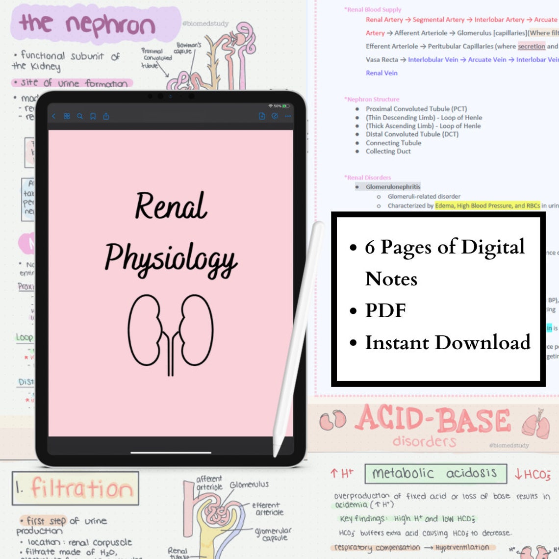 Renal Physiology Notes Bundle Anatomy and Physiology Renal | Etsy