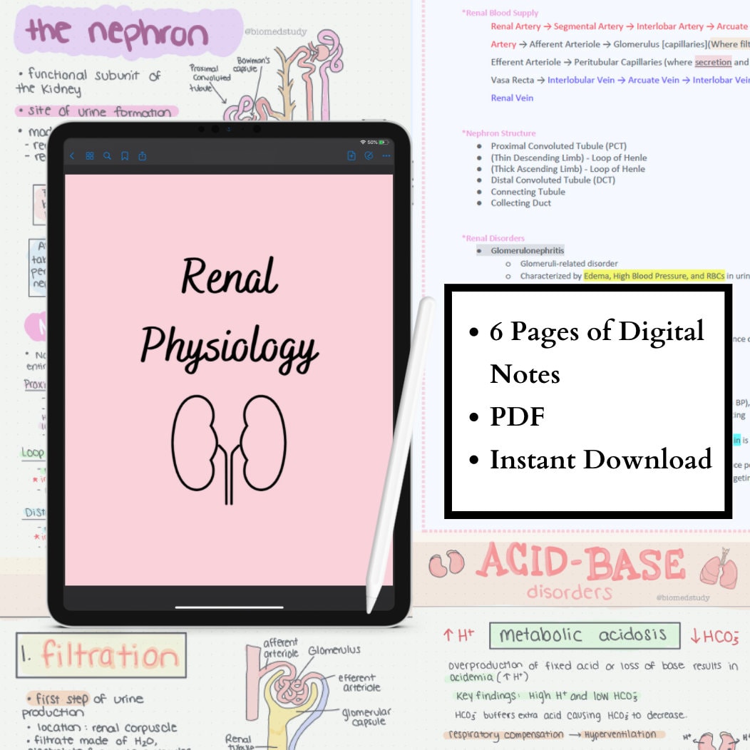 Renal Physiology Notes Bundle | Anatomy and Physiology Renal System - Etsy