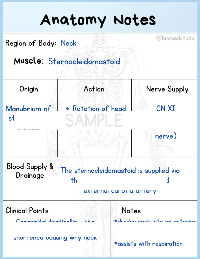 Anatomy and Physiology Note Taking Templates | Study Guide Templates - Etsy
