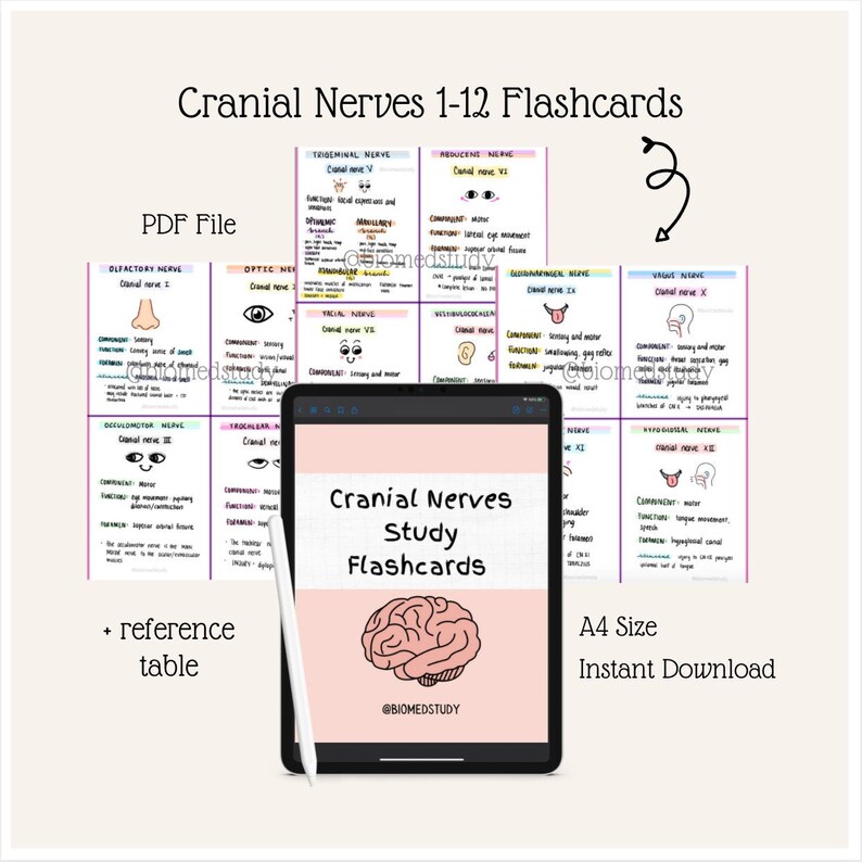 Anatomy and Physiology Cranial Nerve Study Flashcards | Cranial Nerves ...