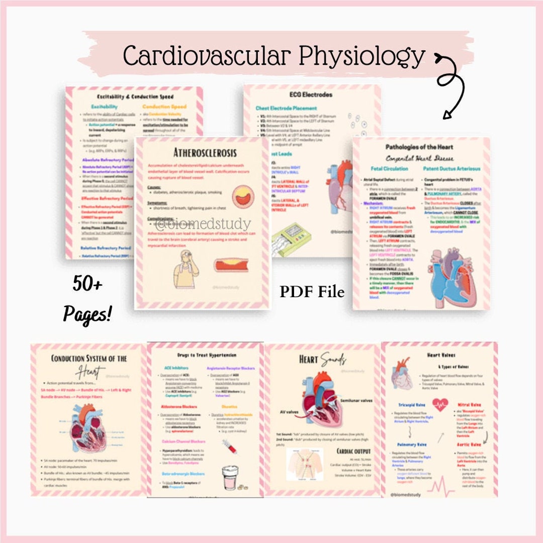 Cardiovascular Physiology Notes | Anatomy and Physiology Cardiovascular ...