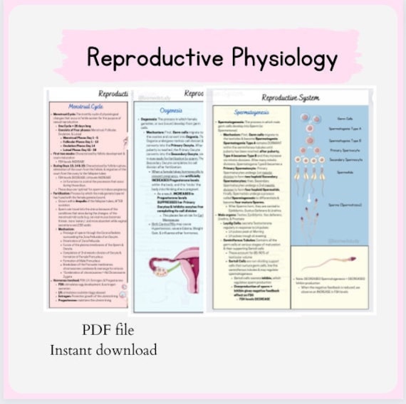Reproductive System Packet