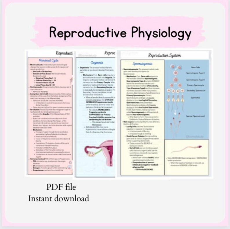 Reproductive System Physiology Notes | Anatomy and Physiology ...