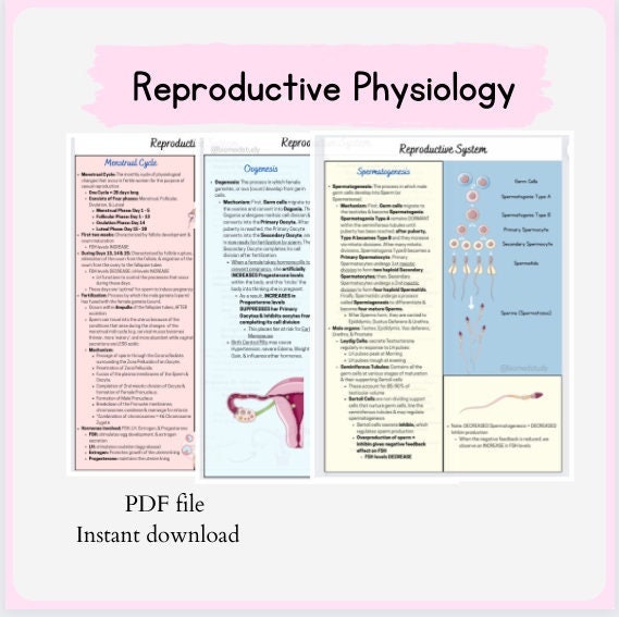 Reproductive System Physiology Notes | Anatomy and Physiology ...