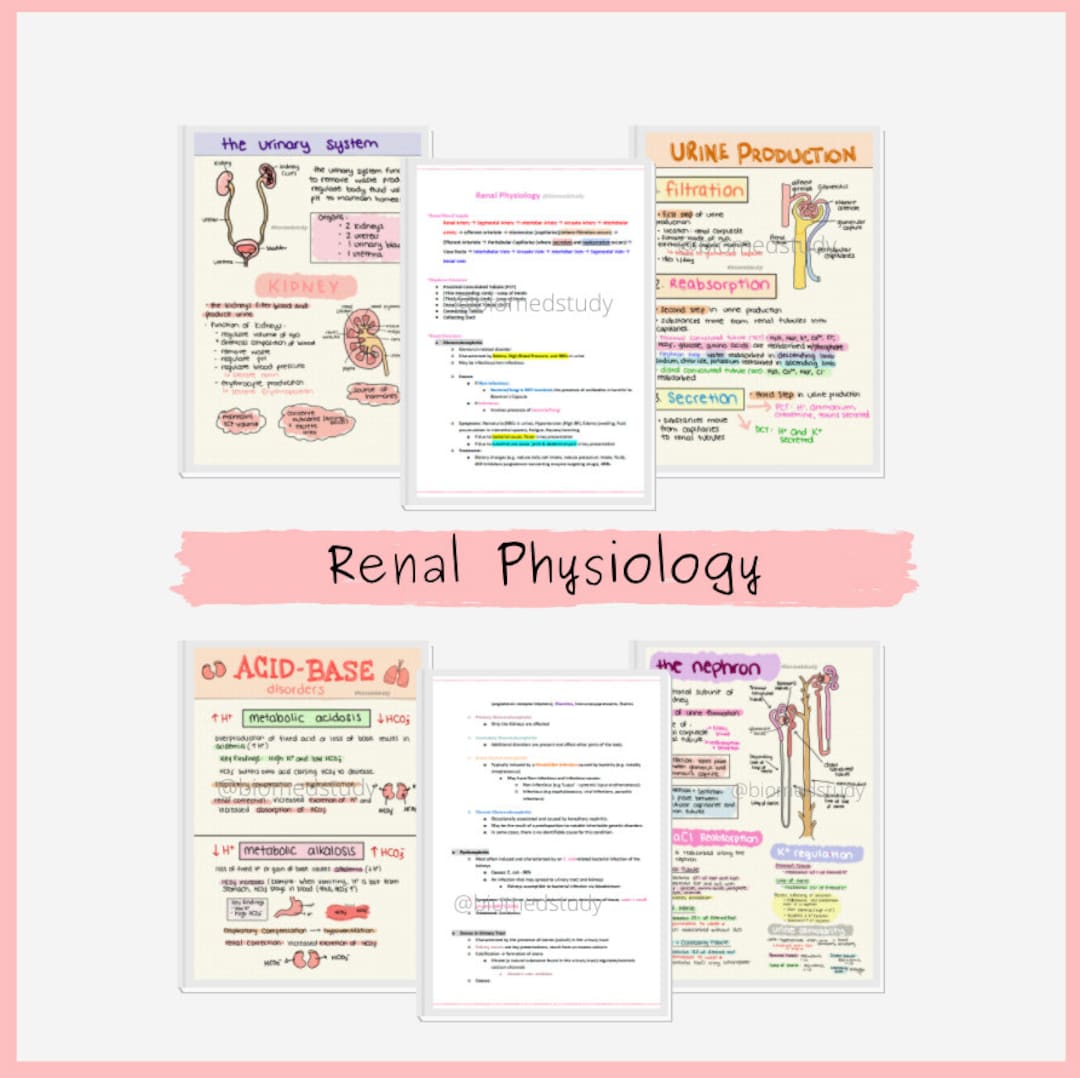 Renal Physiology Notes Bundle | Anatomy and Physiology Renal System - Etsy