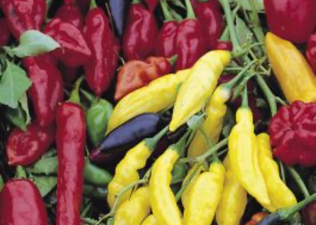 Hot Pepper Seed Mix - Etsy