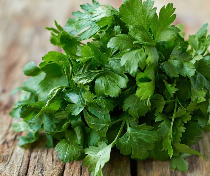 Cilantro Seeds (1 Gram) - Etsy