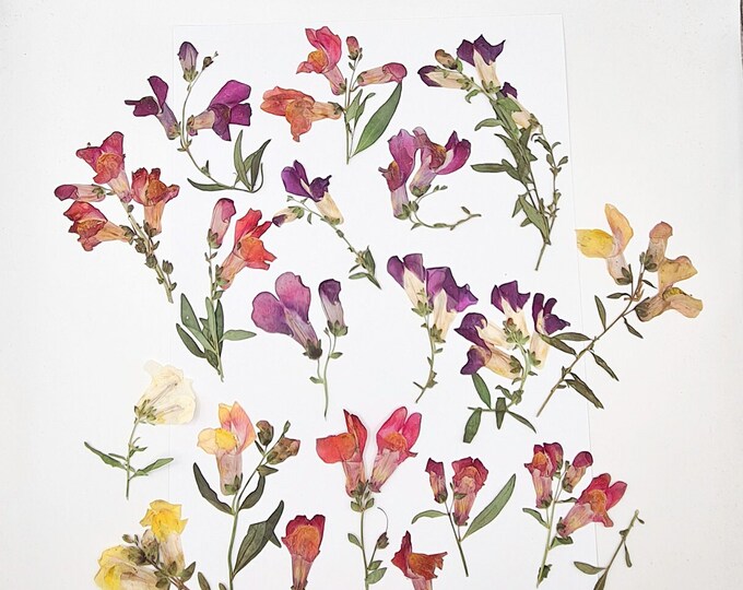 20 Snapdragons, Assorted, Pressed and Dried - Etsy