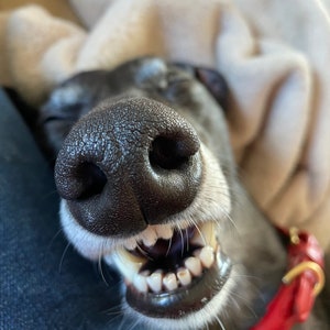 Greyhound Signed Original Lino Print - Snaws (teefs) - Etsy