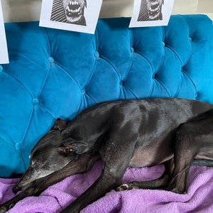 Greyhound Signed Original Lino Print - Snaws (teefs) - Etsy