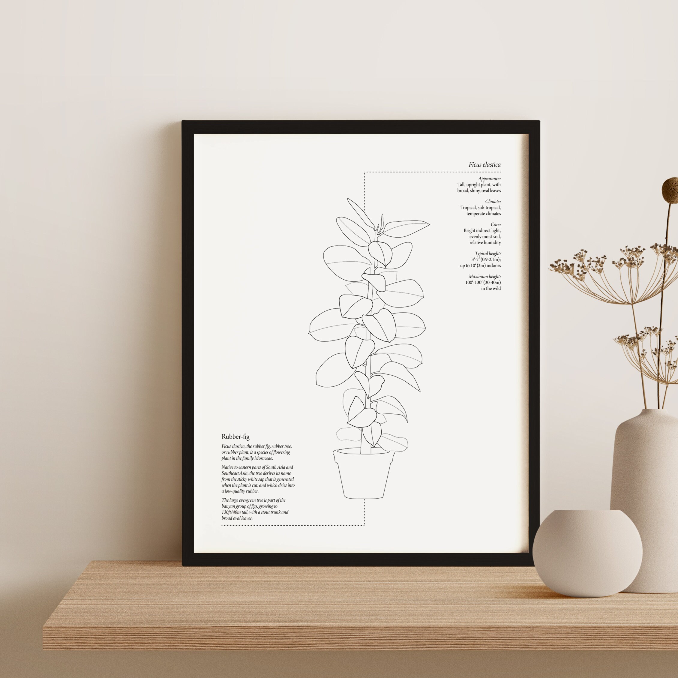 Rubber-fig Print, Botanical Line Drawing, Minimal Plant Drawing ...