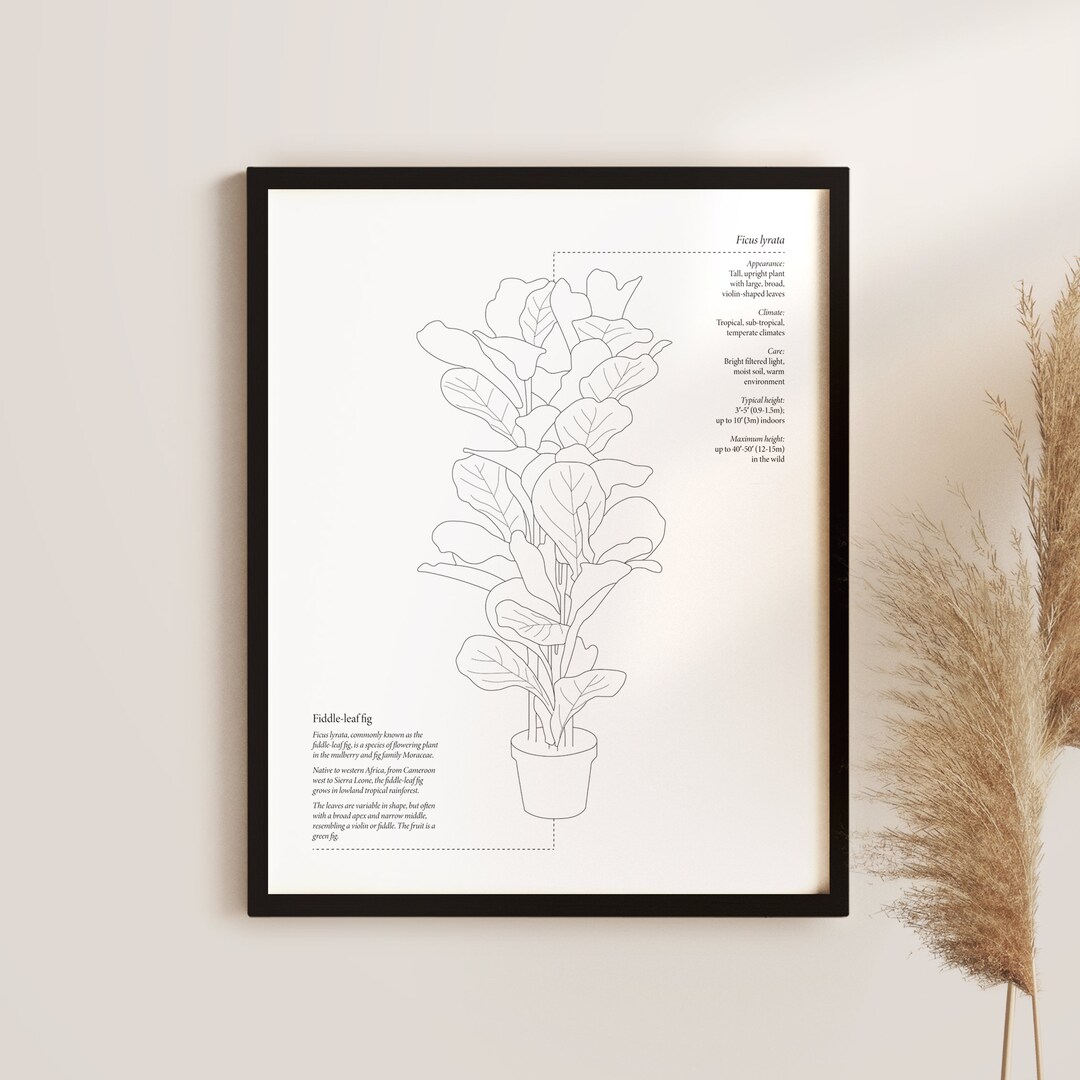 Fiddle-leaf Fig Print, Botanical Line Drawing, Minimal Plant Drawing ...