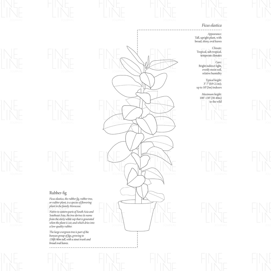 Rubber-fig Print, Botanical Line Drawing, Minimal Plant Drawing ...