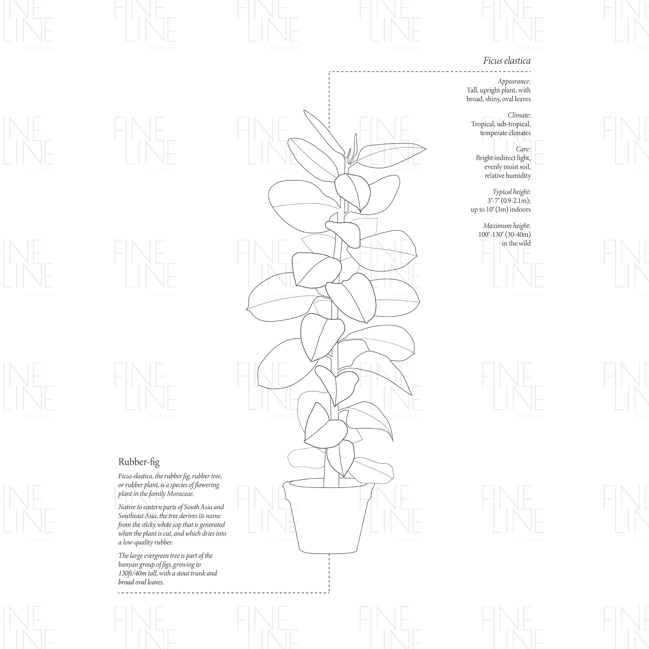 Rubber-fig Print, Botanical Line Drawing, Minimal Plant Drawing ...