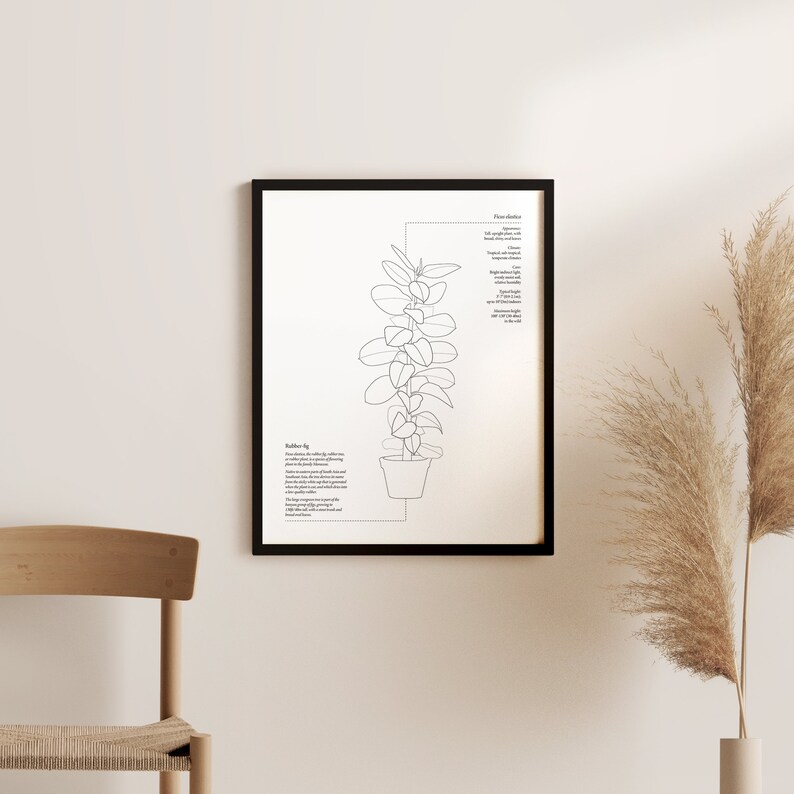 Rubber-fig Print, Botanical Line Drawing, Minimal Plant Drawing ...