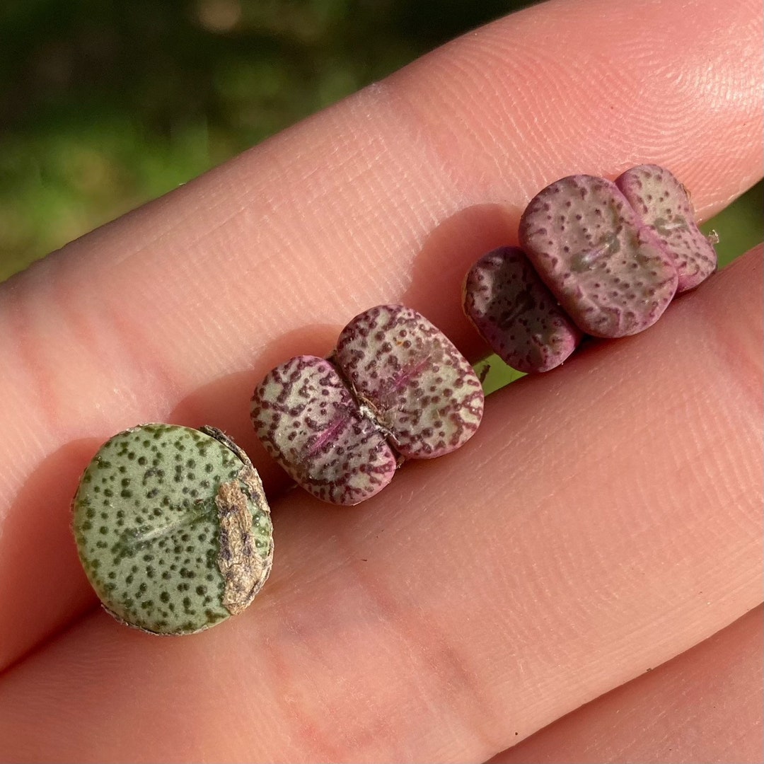 Seed-conophytum Minimum Wittebergense|rare Succulents, Cute Plants - Etsy