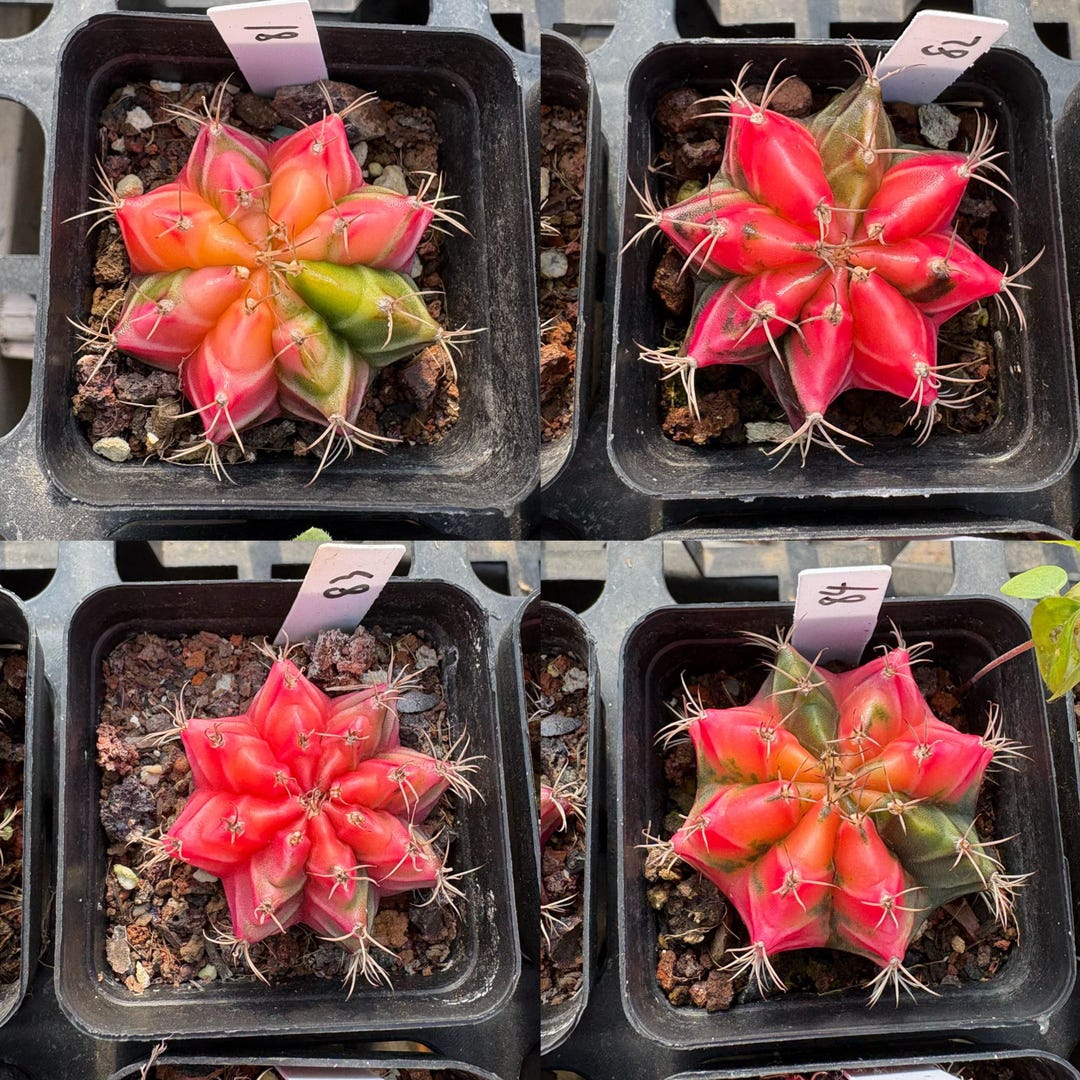 SAME as Pictured-variegated Gymnocalycium Mihanovichii pot Size: 5 Cm ...