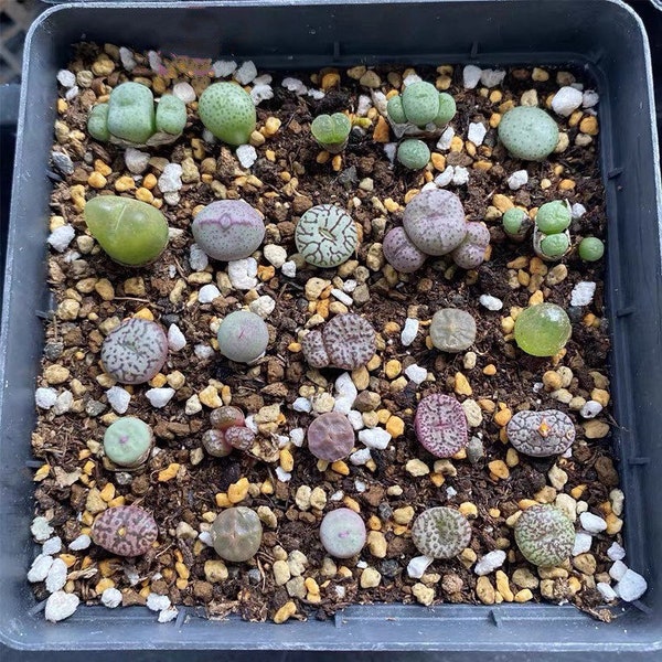 Rare Exotic Seeds - Etsy