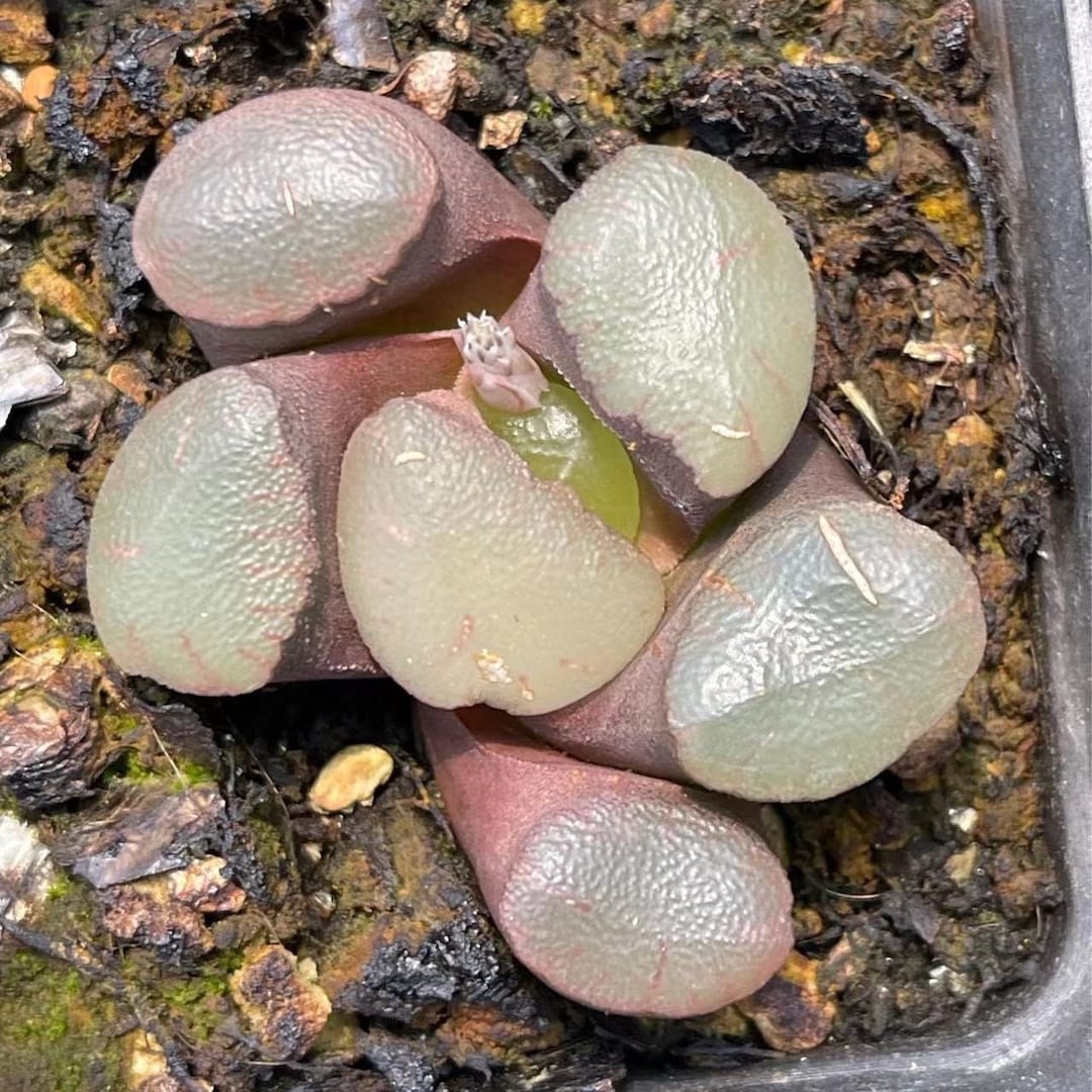 Live Plant-haworthia Maughanii Red Moon 1.2-1.5rare Succulents, Alien ...