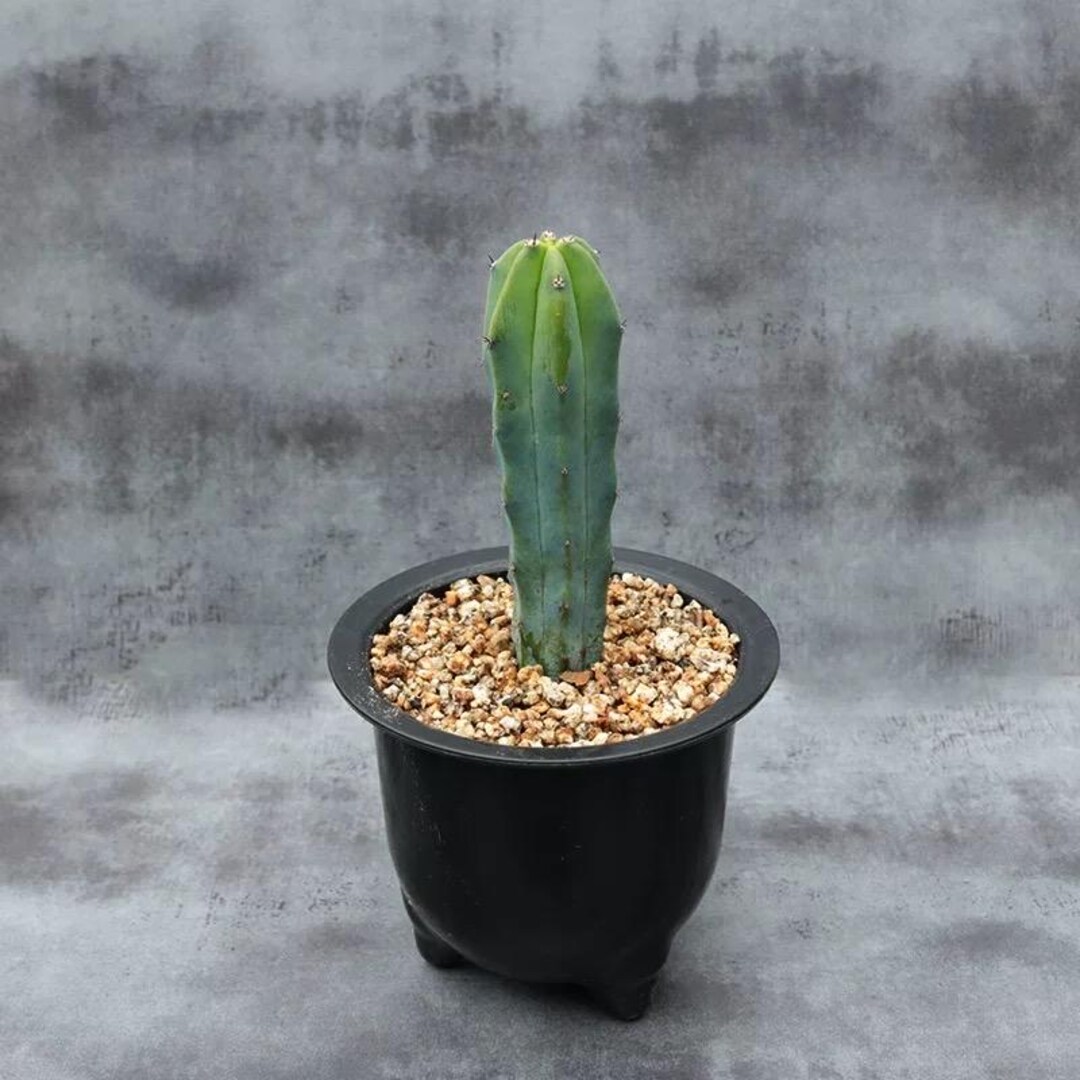 Live Plant-myrtillocactus Geometrizans 3-4 Rare Cactus, Bilberry Cactus ...