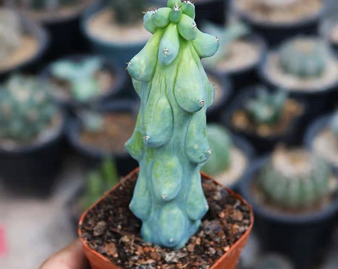 Tornado Cactus Cereus Forbesii Spiralis Twisted Cactus. 18 - Etsy