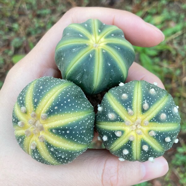 Variegated Astrophytum - Etsy