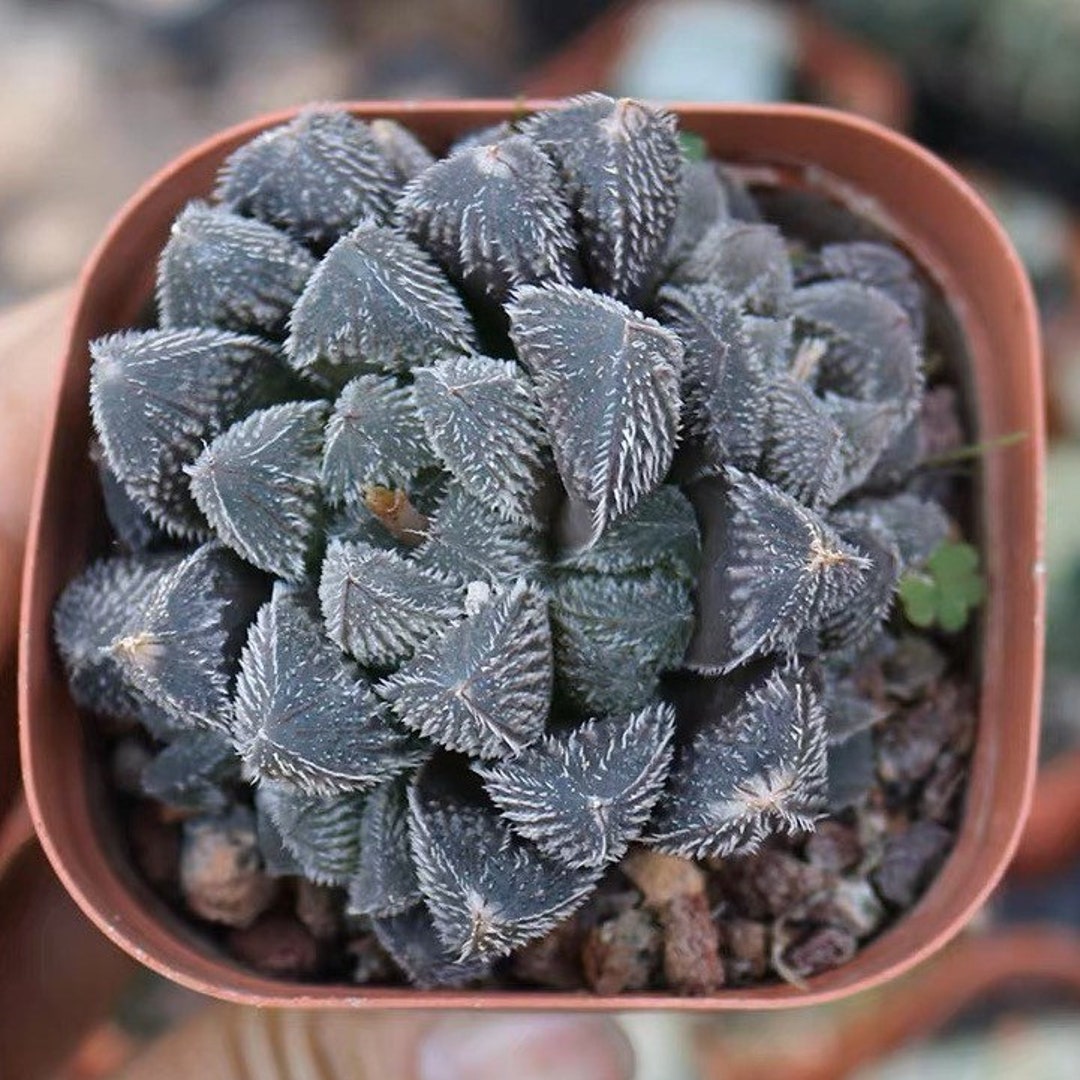 Live Plant-haworthia Kegani X Cooperi Var. Venusta 1.5-2rare Succulents ...