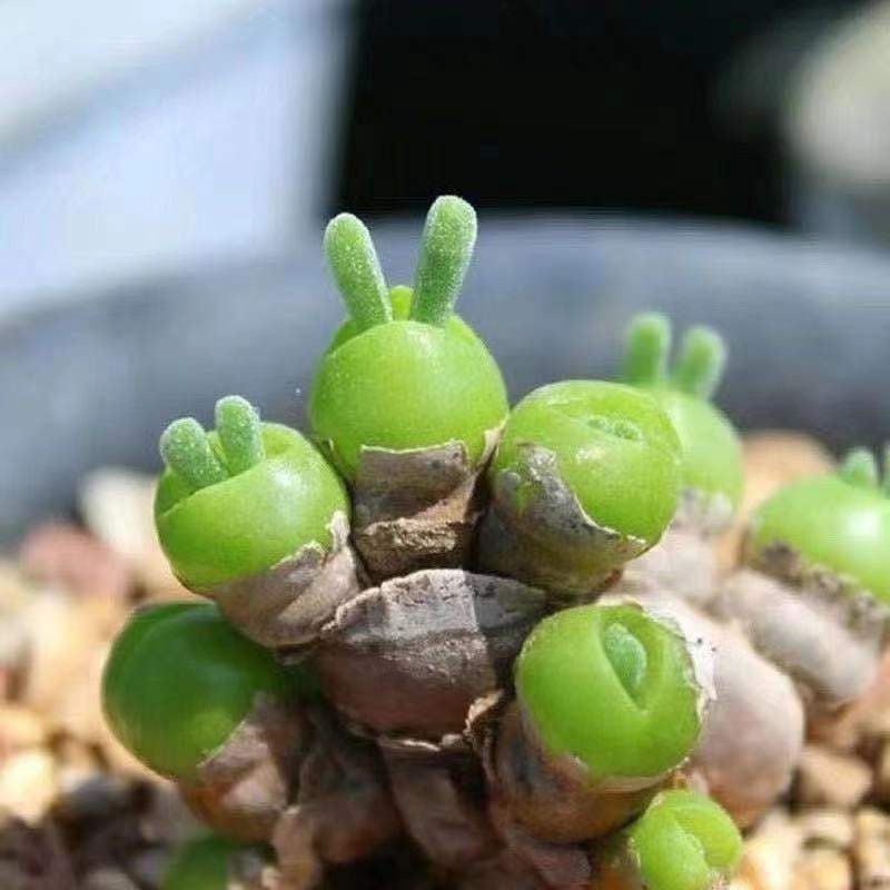 Succulents - Etsy