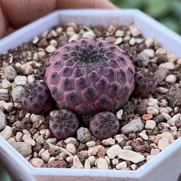 Purple Cactus - Etsy