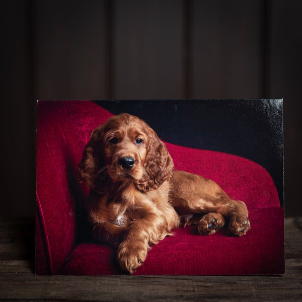 Irish Setter Birthday Card - Etsy