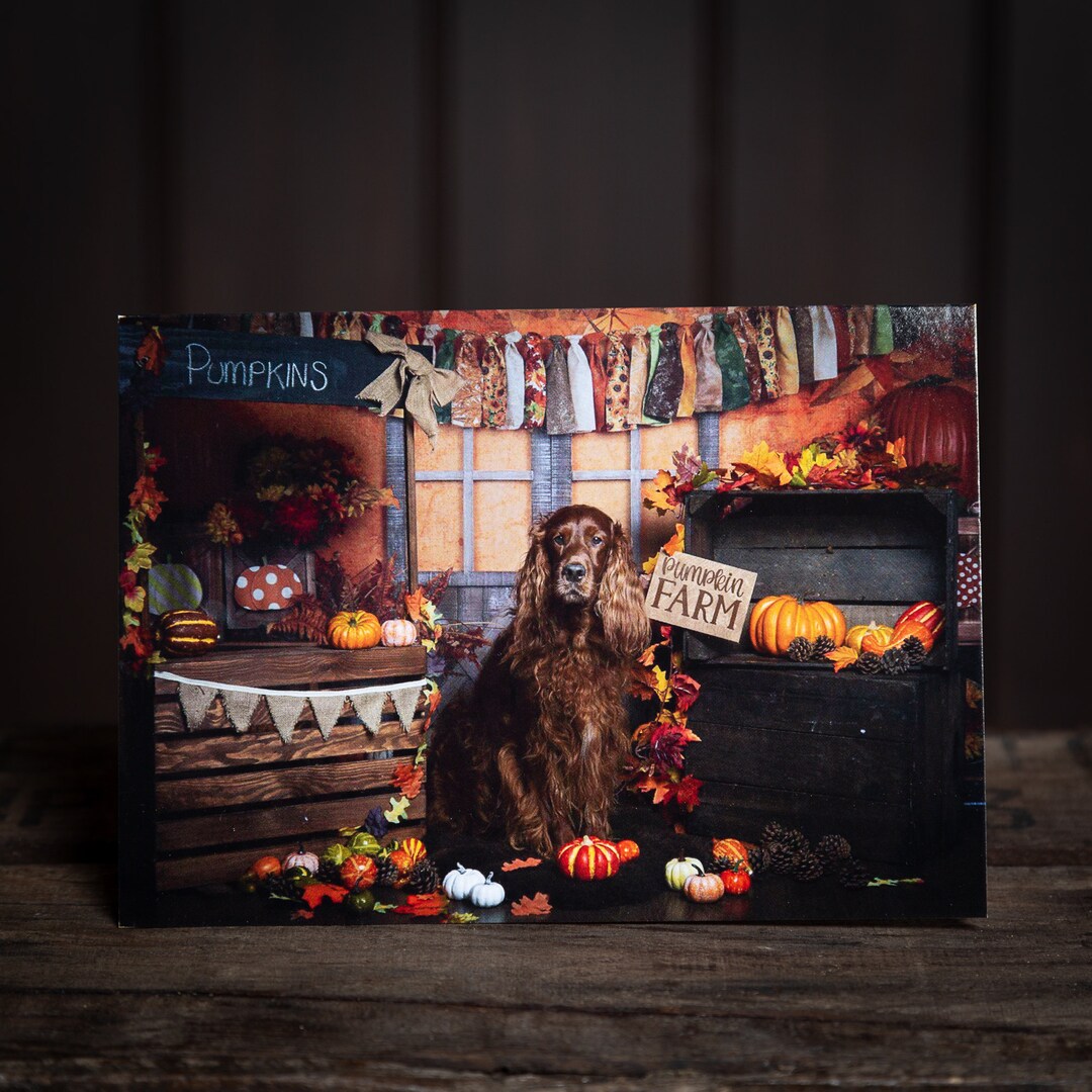Irish Setter Card, Irish Setter Greeting Card Gifts Edward the Setter ...