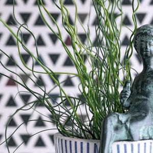 Corkscrew Rush, Juncus Effusus 'spiralis' Twister, Live Plant - Etsy